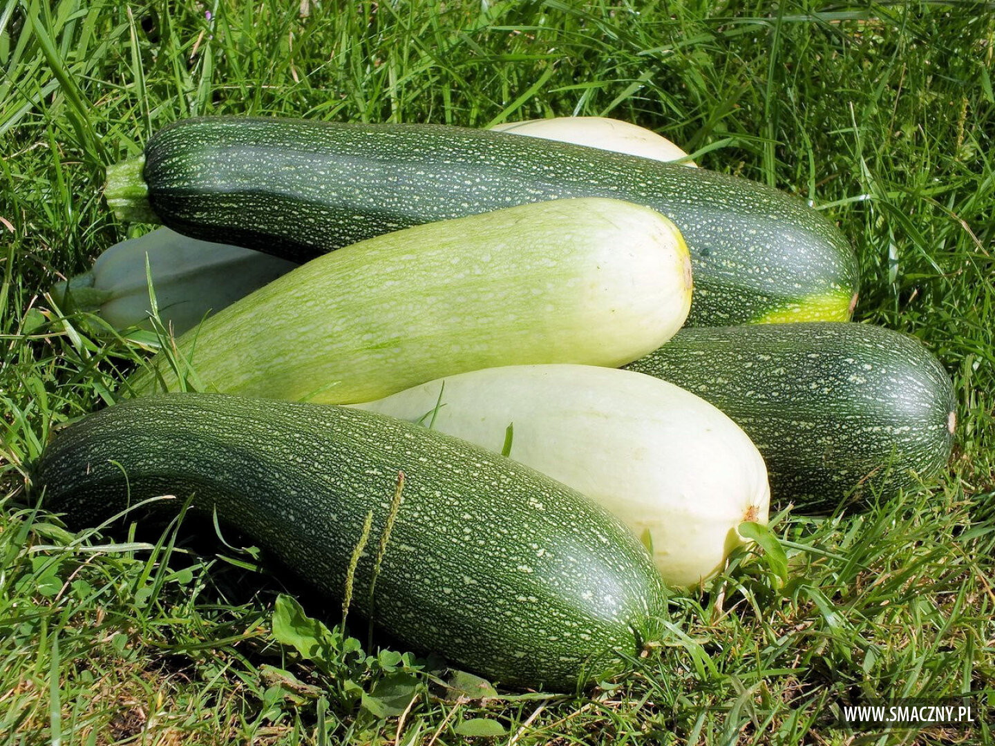 Smażona cukinia - Przepisy kulinarne - Dania główne